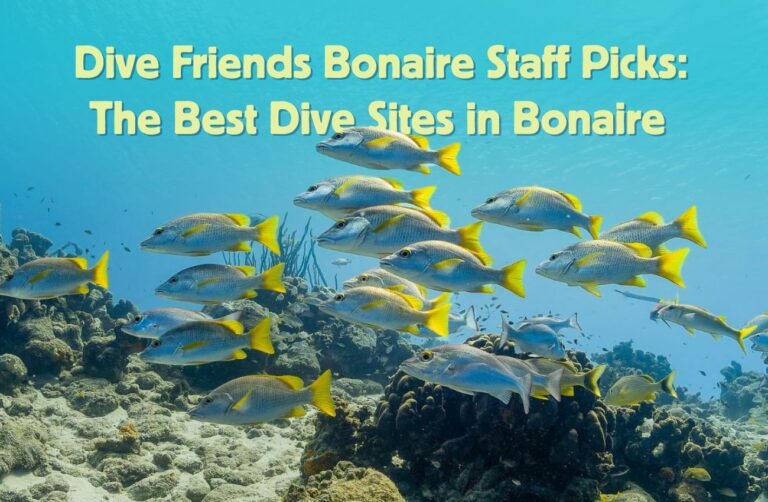 Dive Friends Bonaire Staff Picks: The Best Dive Sites in Bonaire